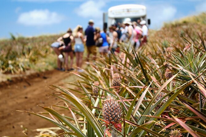 Maui Pineapple Farm Tour in Haliimaile - The Experience in Detail