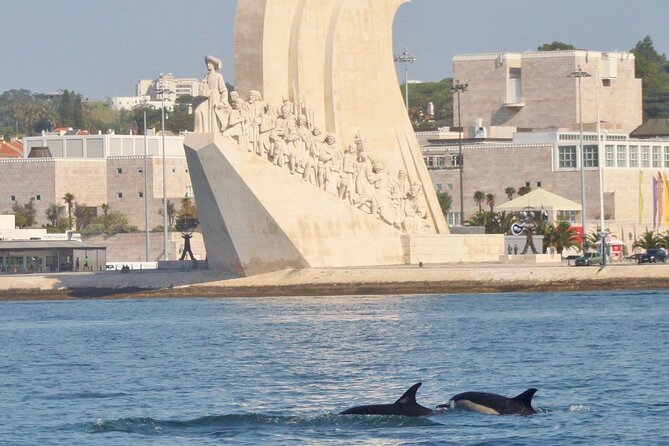Meet the Lisbon Dolphins - Dolphin Watching in Lisbon - A Closer Look: What the Tour Entails