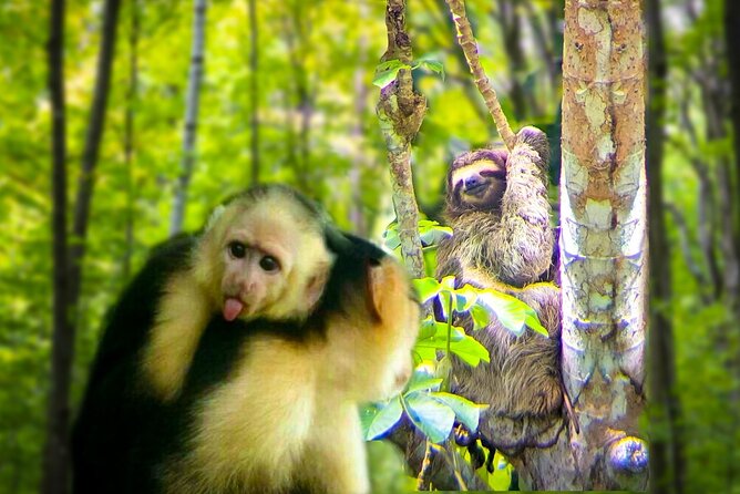 Monkey and Sloth Jungle Habitat Panama Tour - An In-Depth Look at the Jungle Habitat Tour