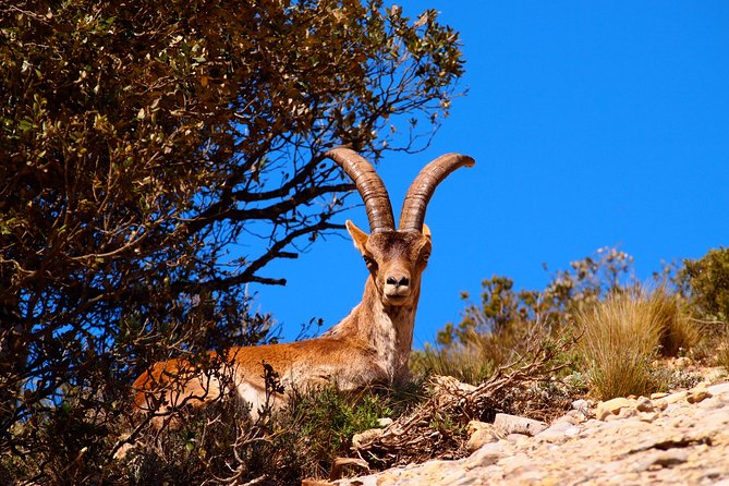 Montserrat Half Day with Cable Car and Easy Hike from Barcelona - Who Would Love This Tour?