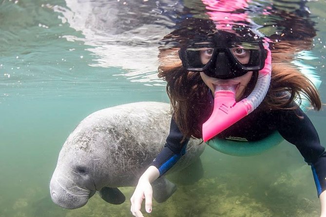 Most Popular 3hr Manatee Swim Tour + In-Water Guide! - A Deep Dive into the 3-Hour Manatee Experience
