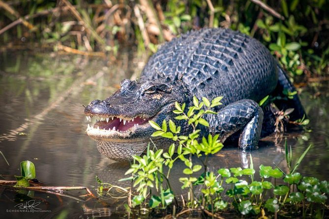 New Orleans Self-Transport Swamp and Bayou Boat Tour - What You Can Expect on the Tour