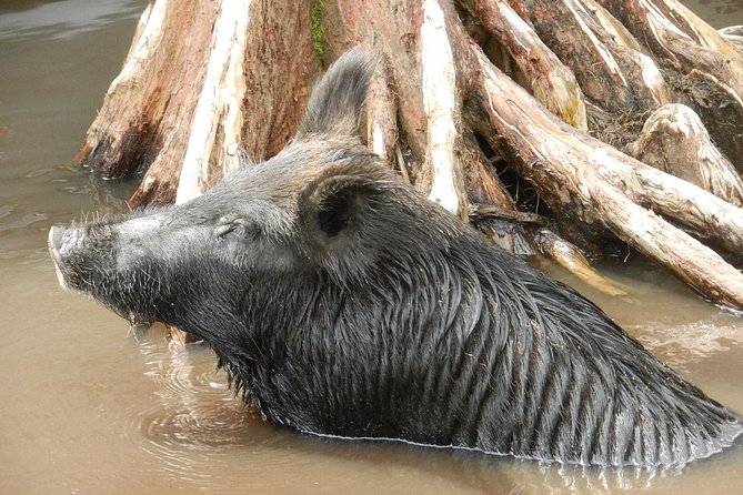New Orleans Swamp and Bayou Boat Tour with Transportation - What to Expect from the Experience