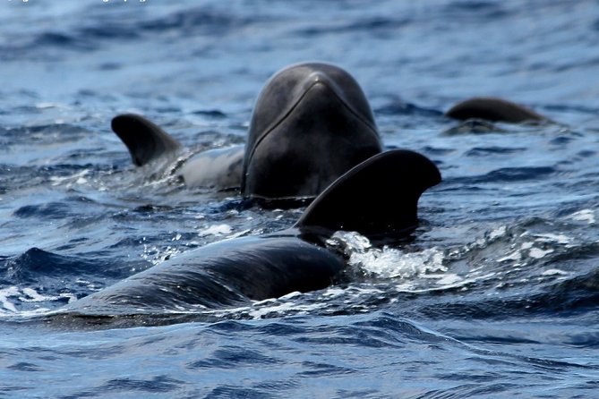 No chase Whale & Dolphin tour putting Marine Life first - we care - Key Points