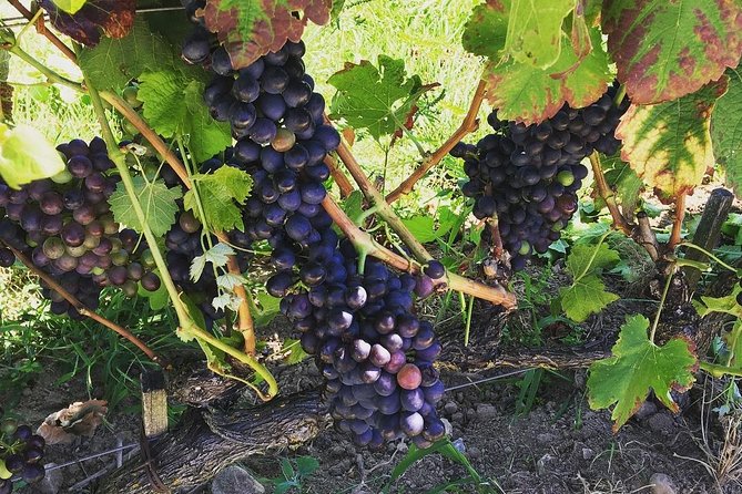 Northern Rhône Valley Wine tour from Lyon Half Day - Key Points