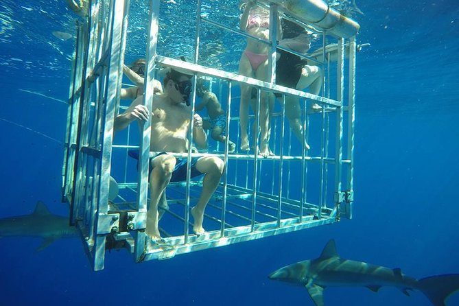Oahu Shark Dive - Final Thoughts – Is This Tour for You?
