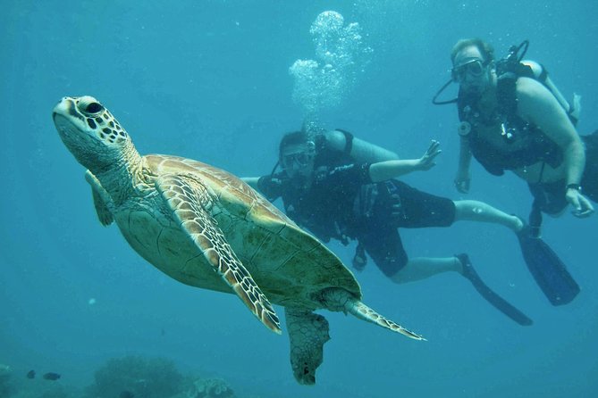 Ocean Freedom Great Barrier Reef Luxury Snorkel and Dive Cruise - The Experience from Start to Finish
