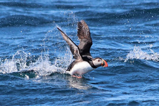 Original Big Whale Safari & Puffins Speedboat Tour from Húsavík - Why You Might Love This Tour