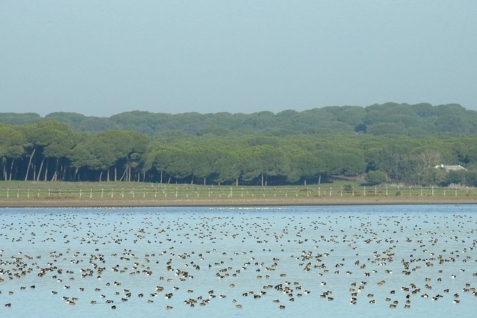 Private Birding & Photography Day Trip to Doñana - A Closer Look at the Experience
