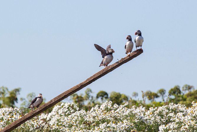 Puffin Cruise with Expert Tour Guide from Reykjavik - A Closer Look: The Itinerary and Experience