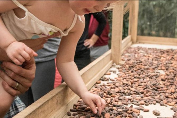 Rainforest Chocolate Tour from La Fortuna - An In-Depth Look at the Rainforest Chocolate Tour