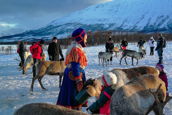 Reindeer feeding & Saami Culture - An Authentic Arctic Experience from Tromsø