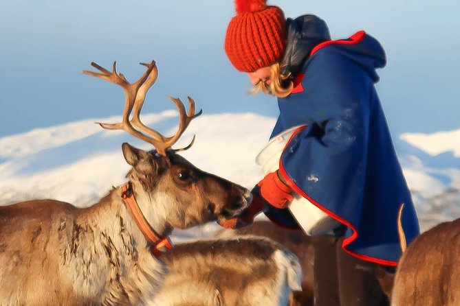 Reindeer Sledding Experience and Sami Culture Tour from Tromso - The Reindeer Sleigh Ride
