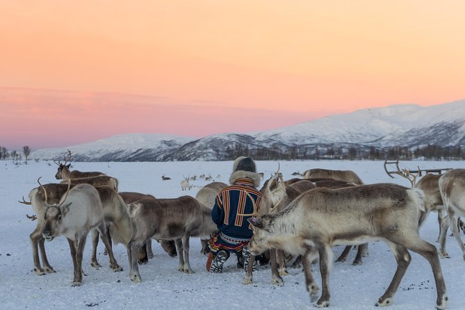 Reindeer visit, and Sami Culture Including Lunch from Tromso - A Detailed Look at the Reindeer and Sami Experience