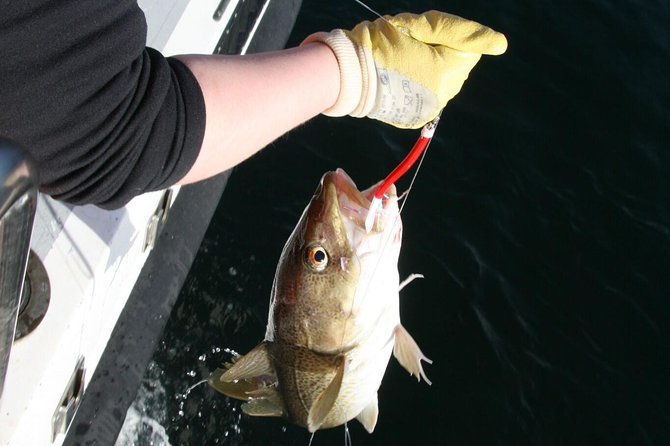 Reykjavik Sea Angling Gourmet - Introduction: What Is Reykjavik Sea Angling Gourmet?