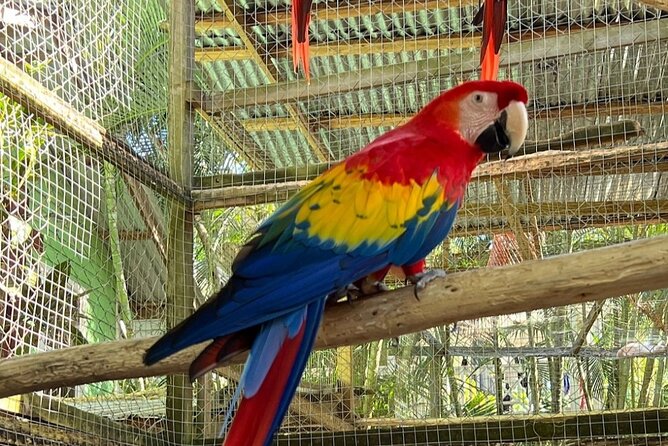 Roatan Wildlife Monkey Sloth Chocolate Rum Tasting city Tour - Frequently Asked Questions