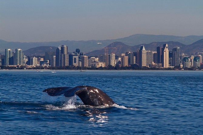 San Diego Whale Watching Cruise - An In-Depth Look at the Experience