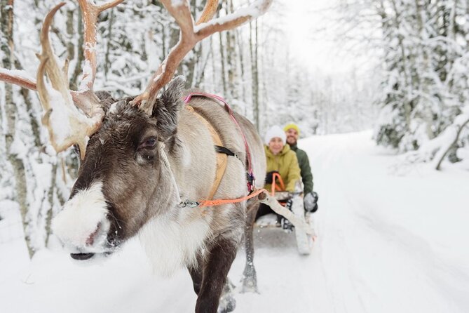 Santa's Reindeer & Husky Safari + Santa's Pets + Aurora Hunt! - What’s in the Price? Value Analysis
