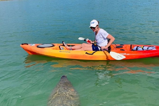 Sarasota Guided Mangrove Tunnel Kayak Tour - The Itinerary: What to Expect from Start to Finish