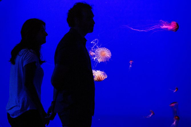 Seville Aquarium Admission Ticket - An In-Depth Look at the Itinerary and Experience