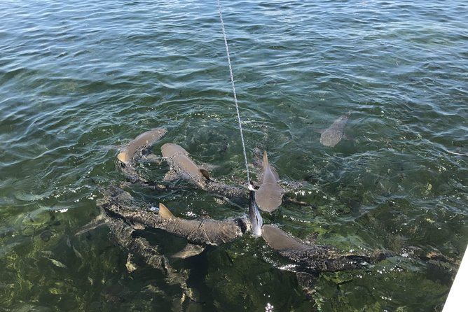 Shark and Wildlife Viewing Adventure in Key West - Authentic Feedback from Travelers