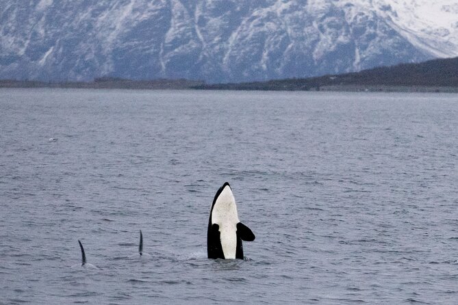 Silent Whale Watching - An In-Depth Look at the Experience