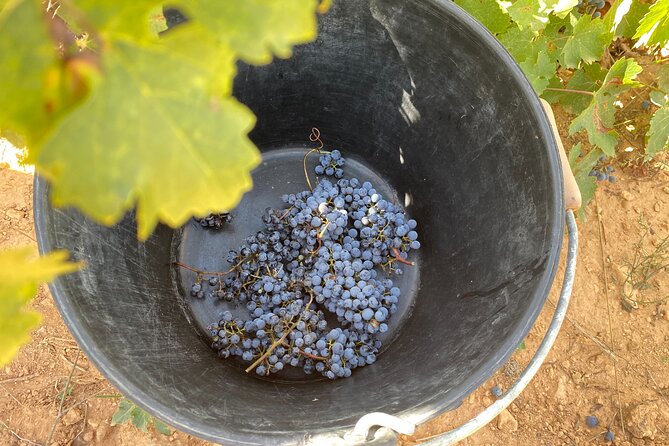 Singular Valencia Wine Tour Utiel Requena Wineries - An In-Depth Look at the Utiel Requena Wine Tour