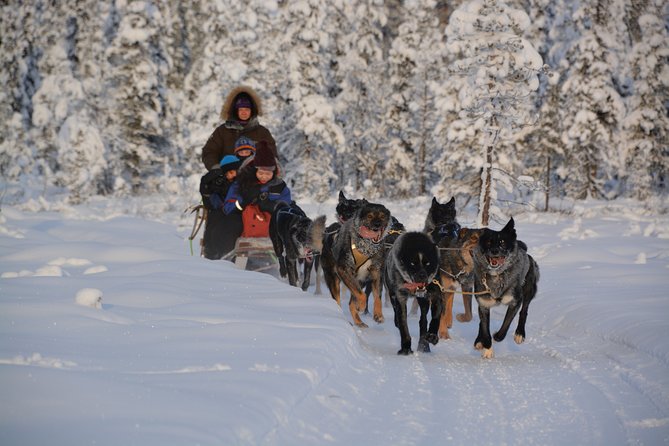 Sit Back and Relax Morning Husky Tour - An In-Depth Look at the Experience