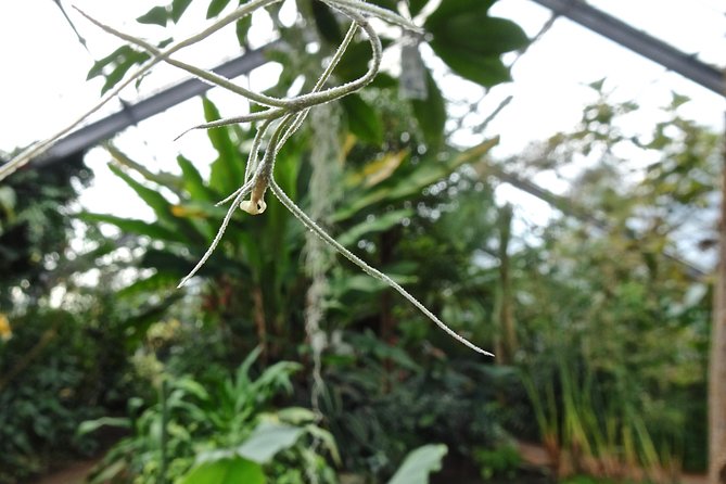 Skip-the-Line: Botanic Garden Entry Ticket - A Deep Dive into the Dundee Botanic Garden Experience