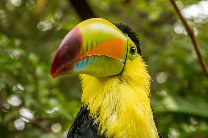 Skip the Line: Diamante Eco Adventure Park: Animal Sanctuary Discovery Ticket - What Is the Diamante Eco Adventure Park Animal Sanctuary Tour?