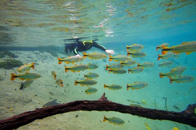 Skip the Line:Recanto Ecologico Rio da Prata Ticket including Trail & Snorkeling - What Makes This Tour Special?