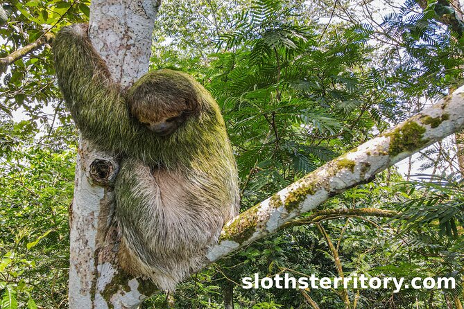 Sloths Watching Tour through Sloth's Territory - What to Expect from the Sloth’s Territory Tour