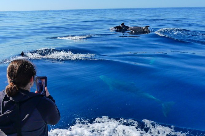 Small Group Dolphin and Wildlife Watching Tour in Faro - An In-Depth Look at the Experience