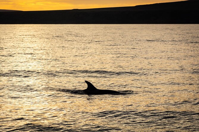 Small Group Dolphin Sunset Tour on Electric Catamaran Lanzarote - What Makes This Tour Worthwhile?
