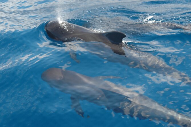 Small Group Excursion Whales and Dolphin Watching Los Gigantes - Key Points