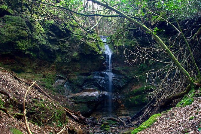 Small Group Guided Hiking in Anaga Rural Park in Tenerife - Anaga Rural Park: What to Expect From the Tour