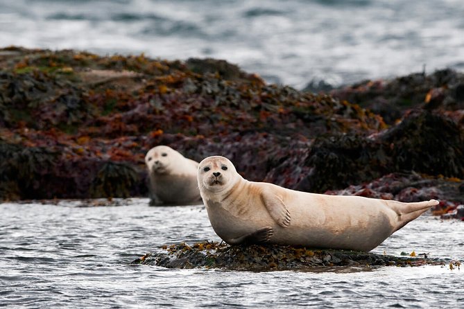 Small-Group Snaefellsnes National Park Day Trip from Reykjavik - Why This Tour Stands Out