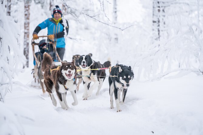 Small Group Wilderness Husky Sledding 2h from Tromsø (car needed) - The Practicalities: What You Need to Know
