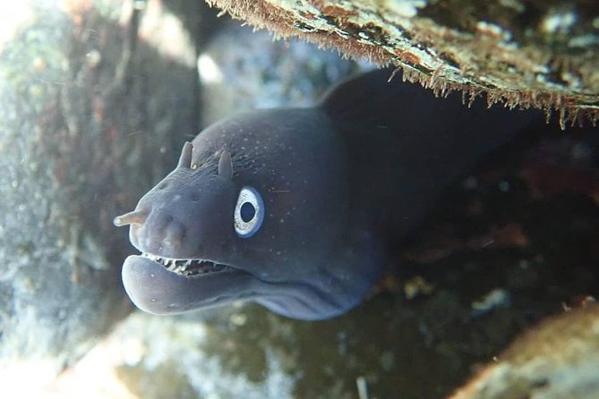 Snorkeling Tour - Authentic Experiences: What Travelers Say