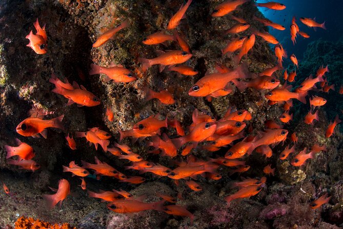 Snorkeling with Marine Biologist Expert from Sorrento - Discovering the Marine World of Sorrento