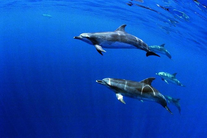 Swim with Dolphins in the Azores - An Involvement With Nature: What to Expect