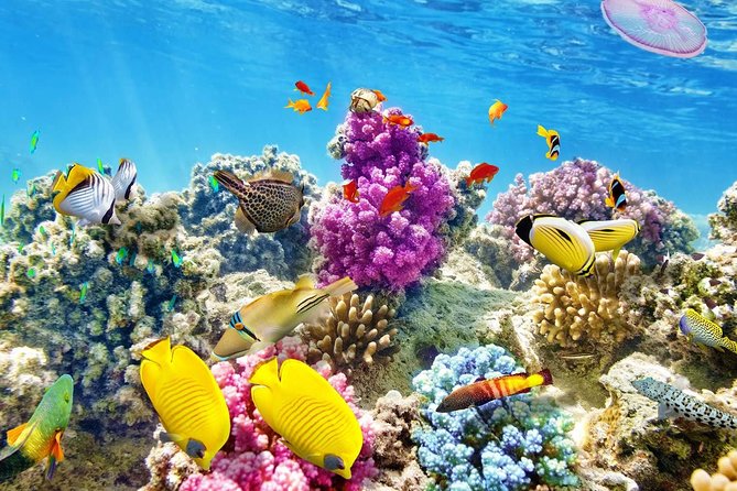 Swimming with Dolphin VIP Snorkeling Sea Trip With Lunch and Transfer - Hurghada - The Itinerary in Detail