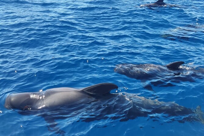 Tenerife Whale Watching and Snorkeling Yacht Trip - A Deep Dive into the Experience