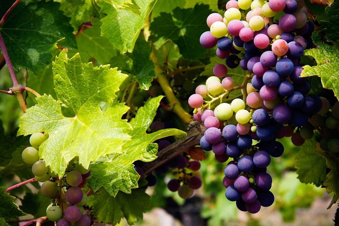 The Grape Escape: Troodos Mountains thru Wine Small Group Tour 7hrs - The Core Stops: Wine, Villages, and Views