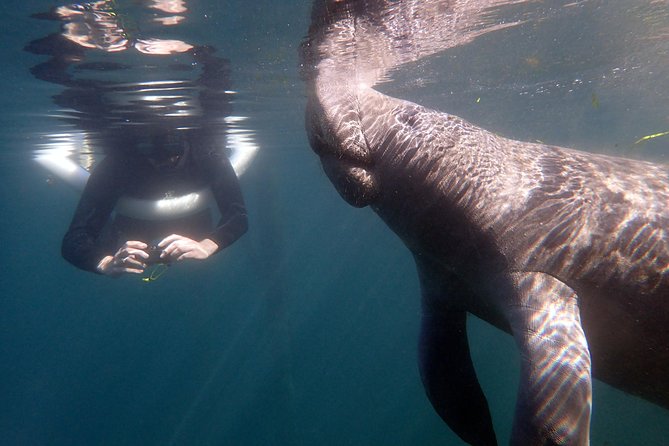 The 'OG' Manatee Snorkel Tour with In-Water Guide/Photographer - Introduction: What’s in Store for You?