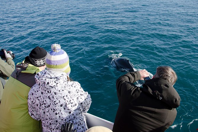 The Original Classic Whale Watching from Reykjavik - A Deep Dive into the Whale Watching Experience