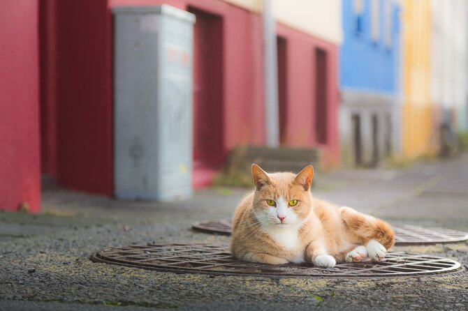 The Reykjavik Cat Walking Tour - An In-Depth Look at the Itinerary