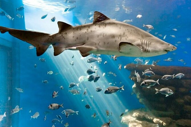 Ticket Palma Aquarium - The Layout and Duration