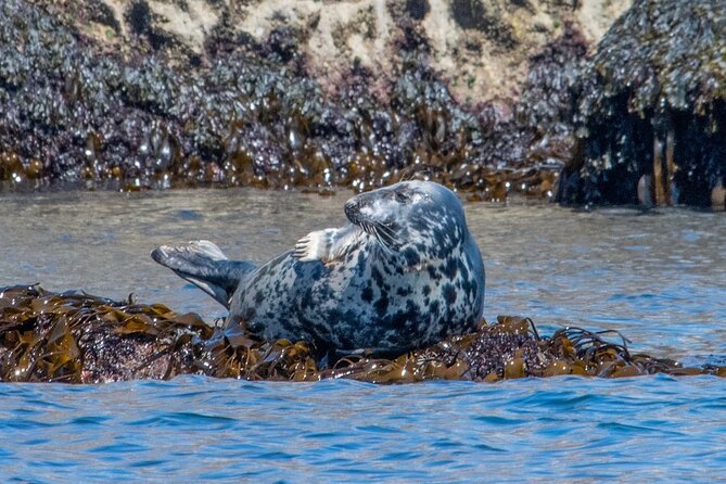 Torquay Coastal RIB Seafari - What to Expect from the Tour