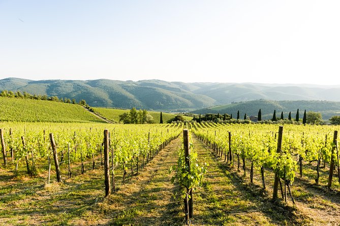 Tour and Tasting at an Organic Winery in the Heart of Chianti Classico Area - The Location and Its Charm